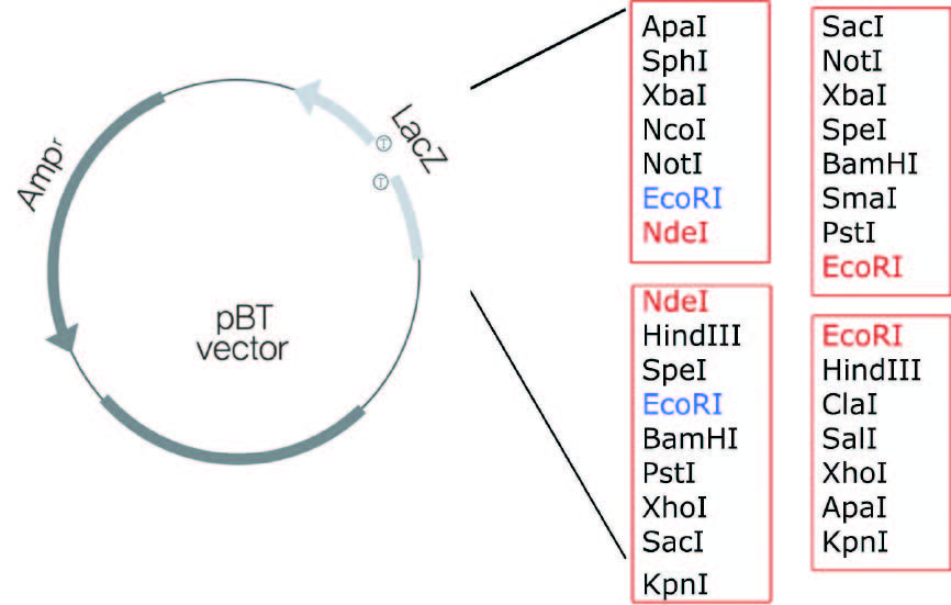 [MT101-3] pBT 1.1 TA Cloning Vector – All product one day service ...